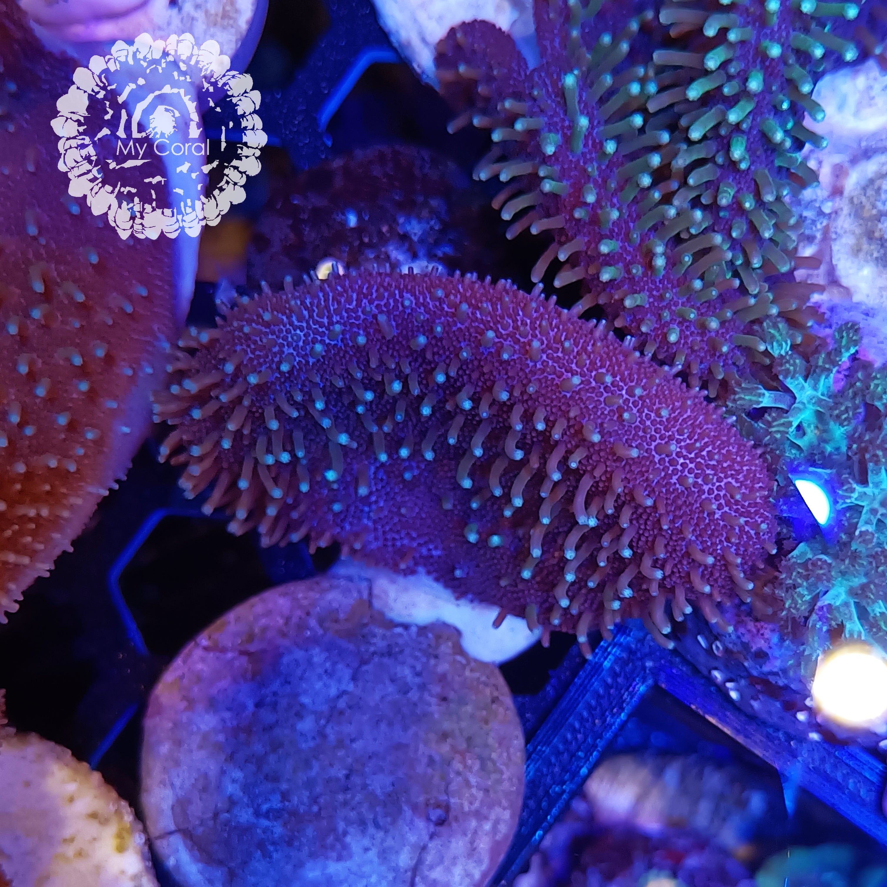 Coraux mous divers – MY CORAL